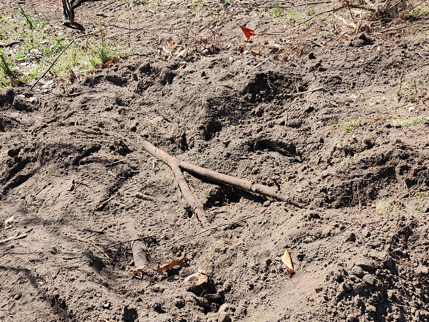 Dig, Pull, Burn - Michigan Native Species