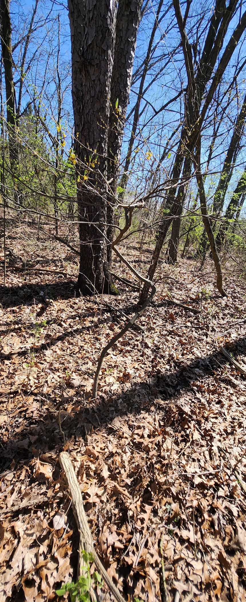 My Favorite Sapling - Michigan Native Species