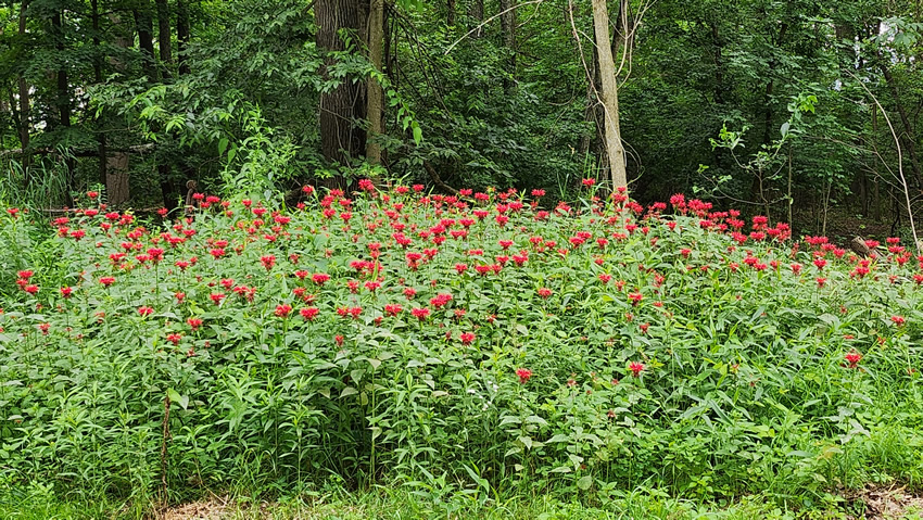Bee Balm - Michigan Native Species